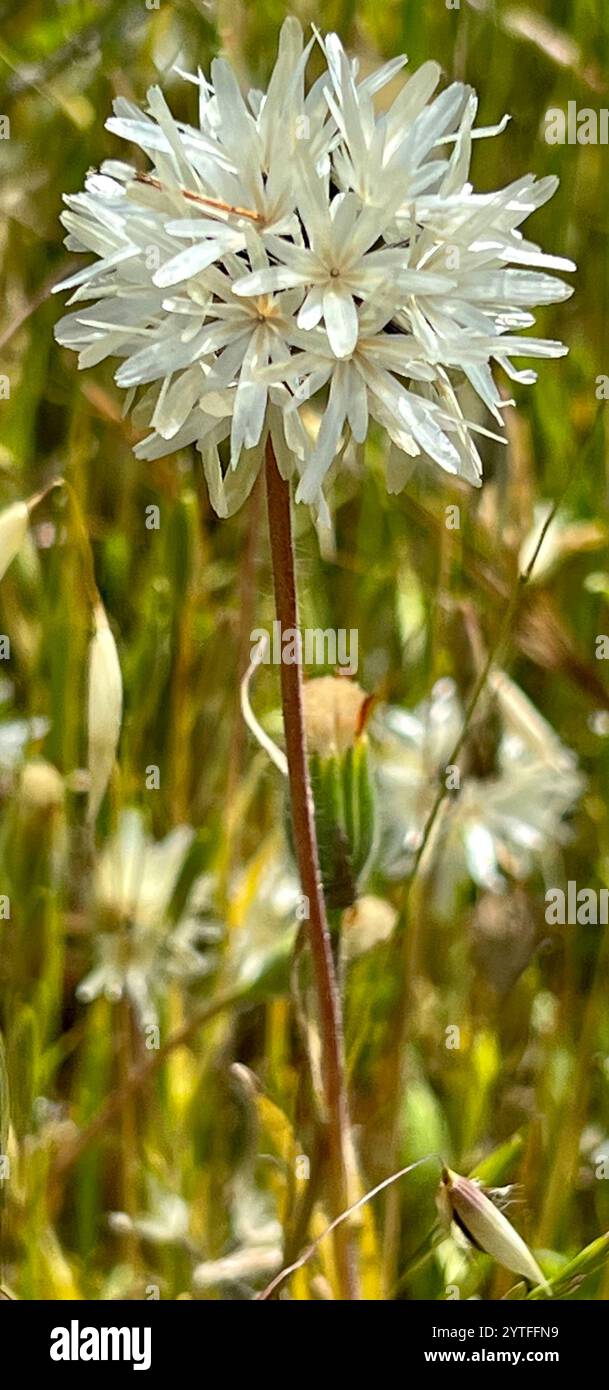 Blow Wives (Achyrachaena mollis Stock Photo - Alamy