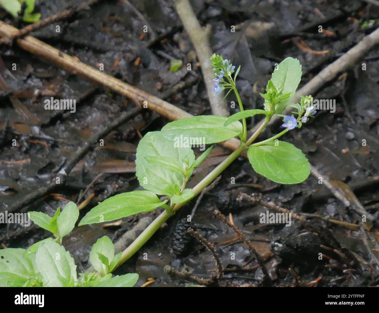 Brooklime hi-res stock photography and images - Alamy