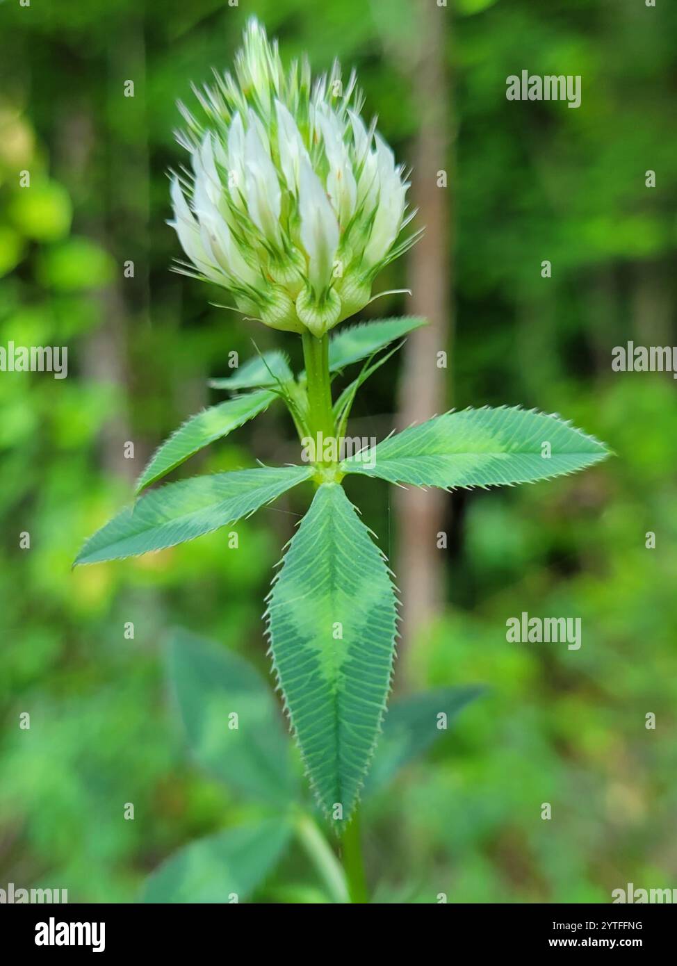Trifolium vesiculosum hi-res stock photography and images - Alamy