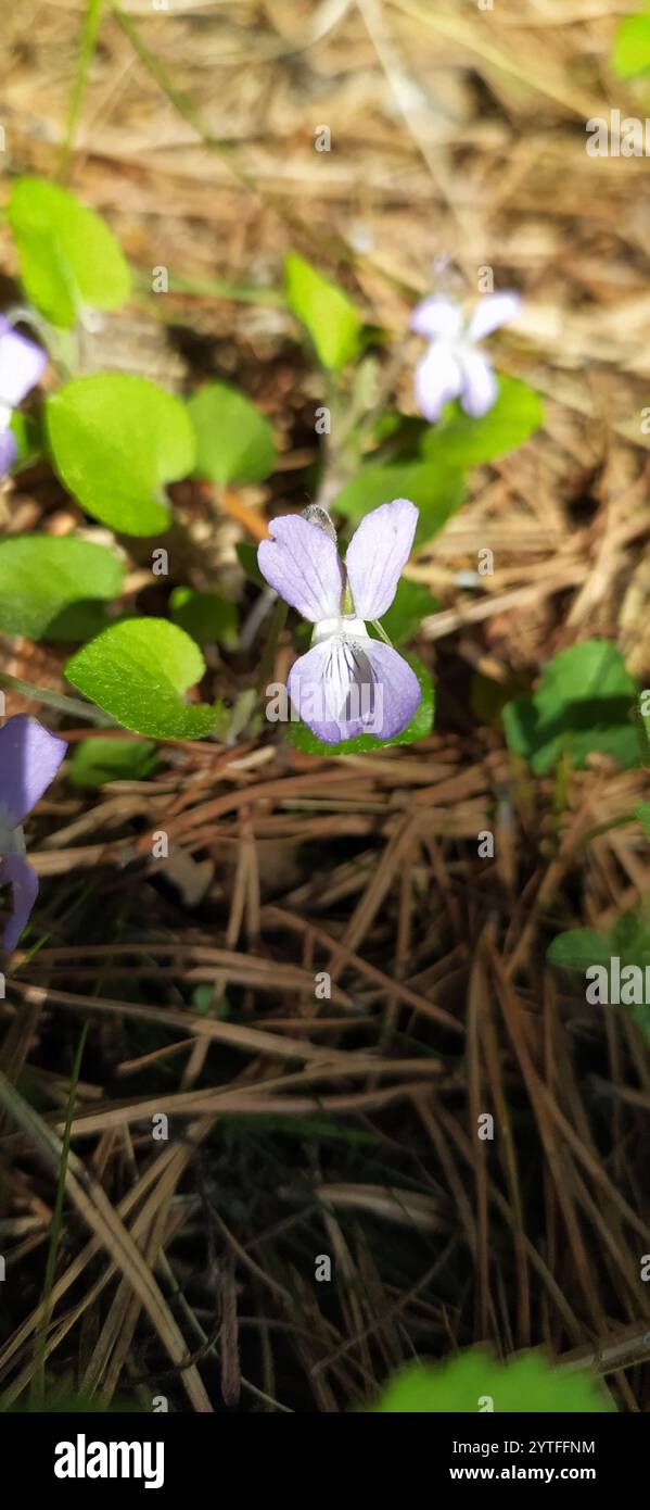 Viola rupestris hi-res stock photography and images - Alamy