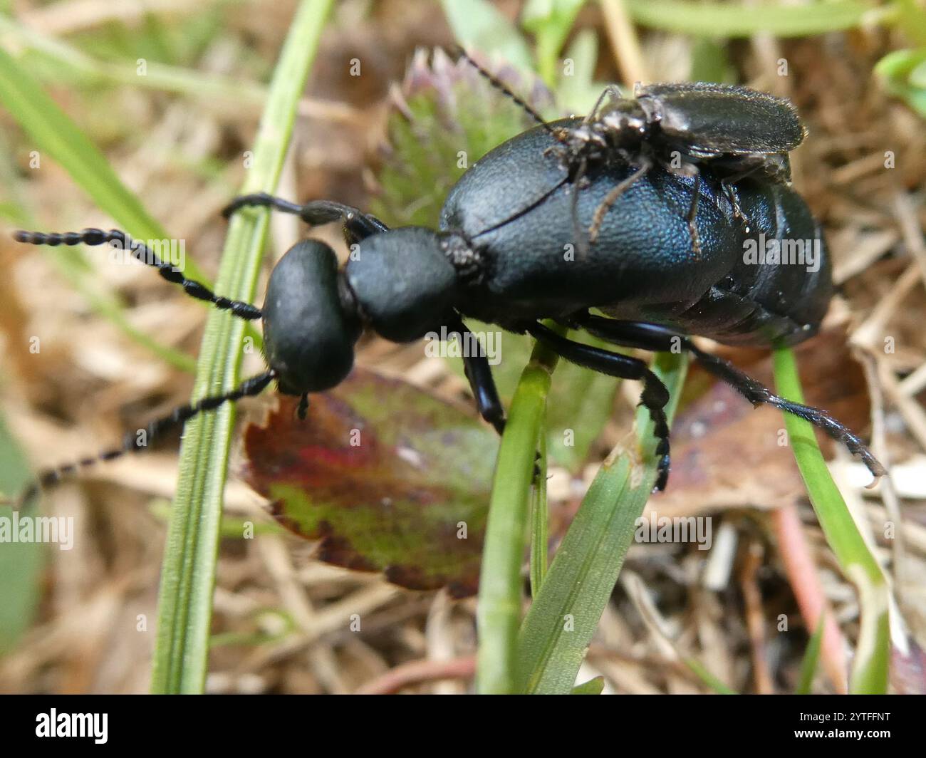 Mourning Fire-colored Beetle (Pedilus lugubris Stock Photo - Alamy