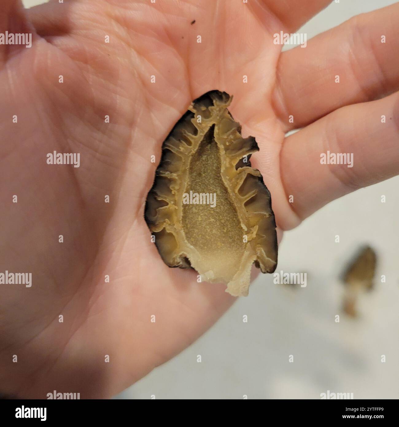 true morels (Morchella Stock Photo - Alamy