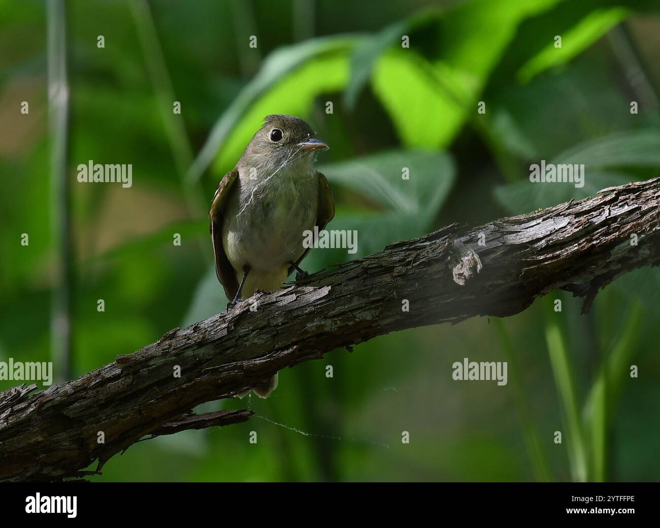 Acadian Flycatcher (Empidonax virescens Stock Photo - Alamy
