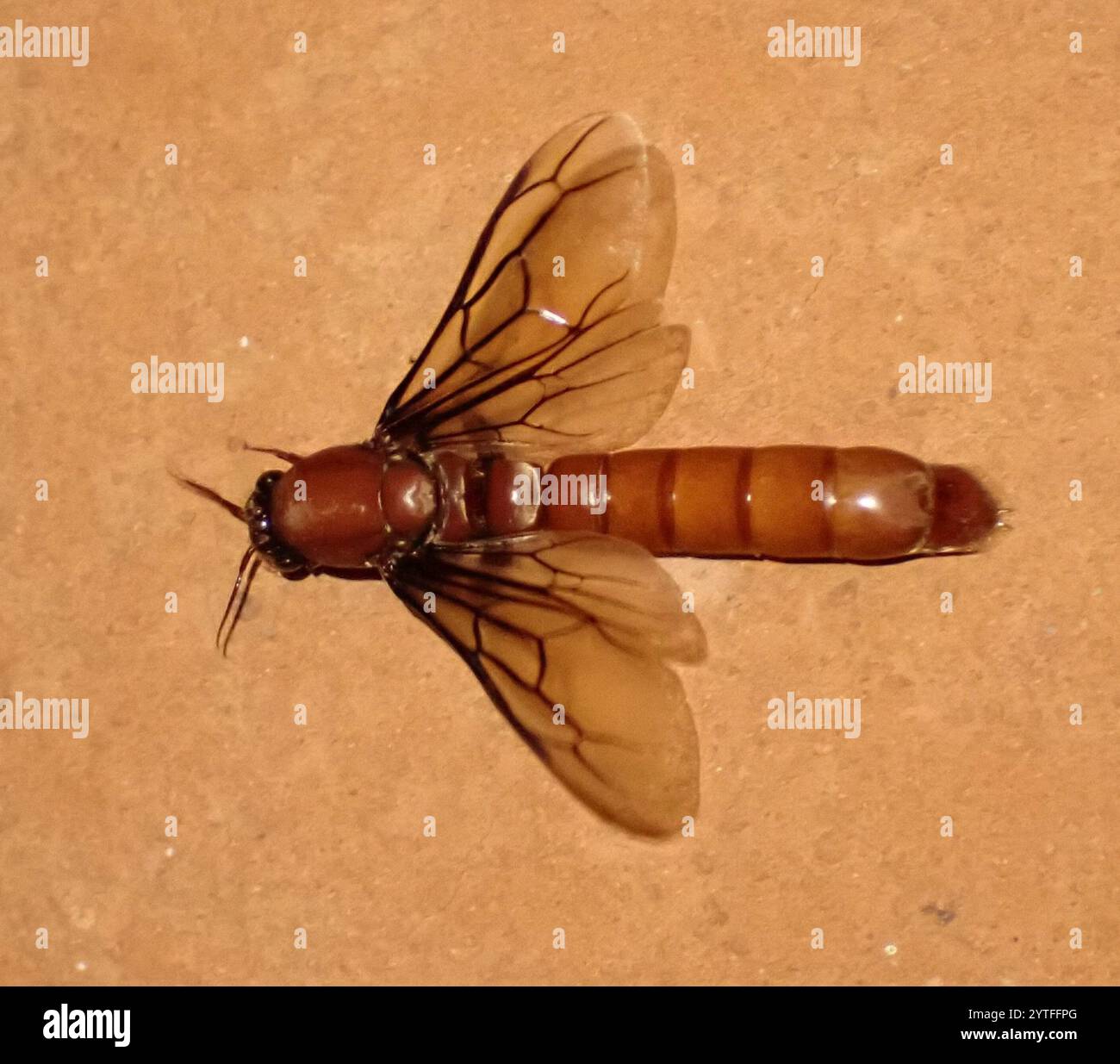 Driver Ants and Allies (Dorylus Stock Photo - Alamy