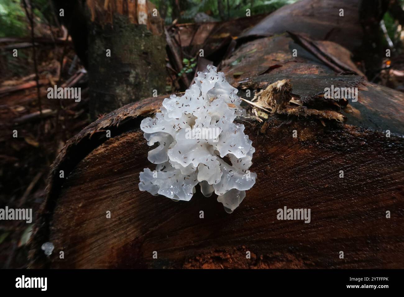 snow fungus (Tremella fuciformis Stock Photo - Alamy