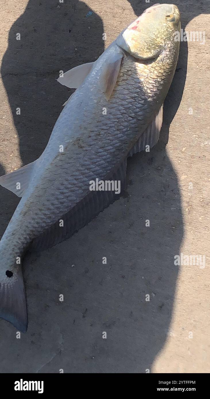 Sciaenops ocellatus hi-res stock photography and images - Alamy