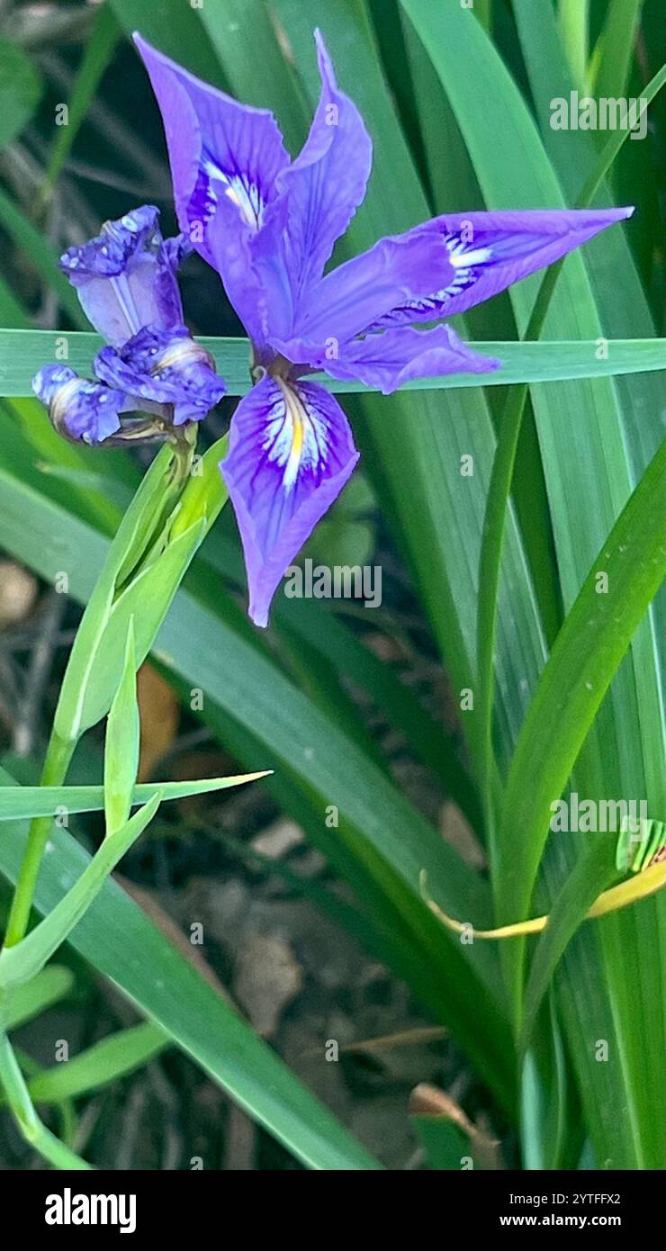 Douglas iris (Iris douglasiana Stock Photo - Alamy