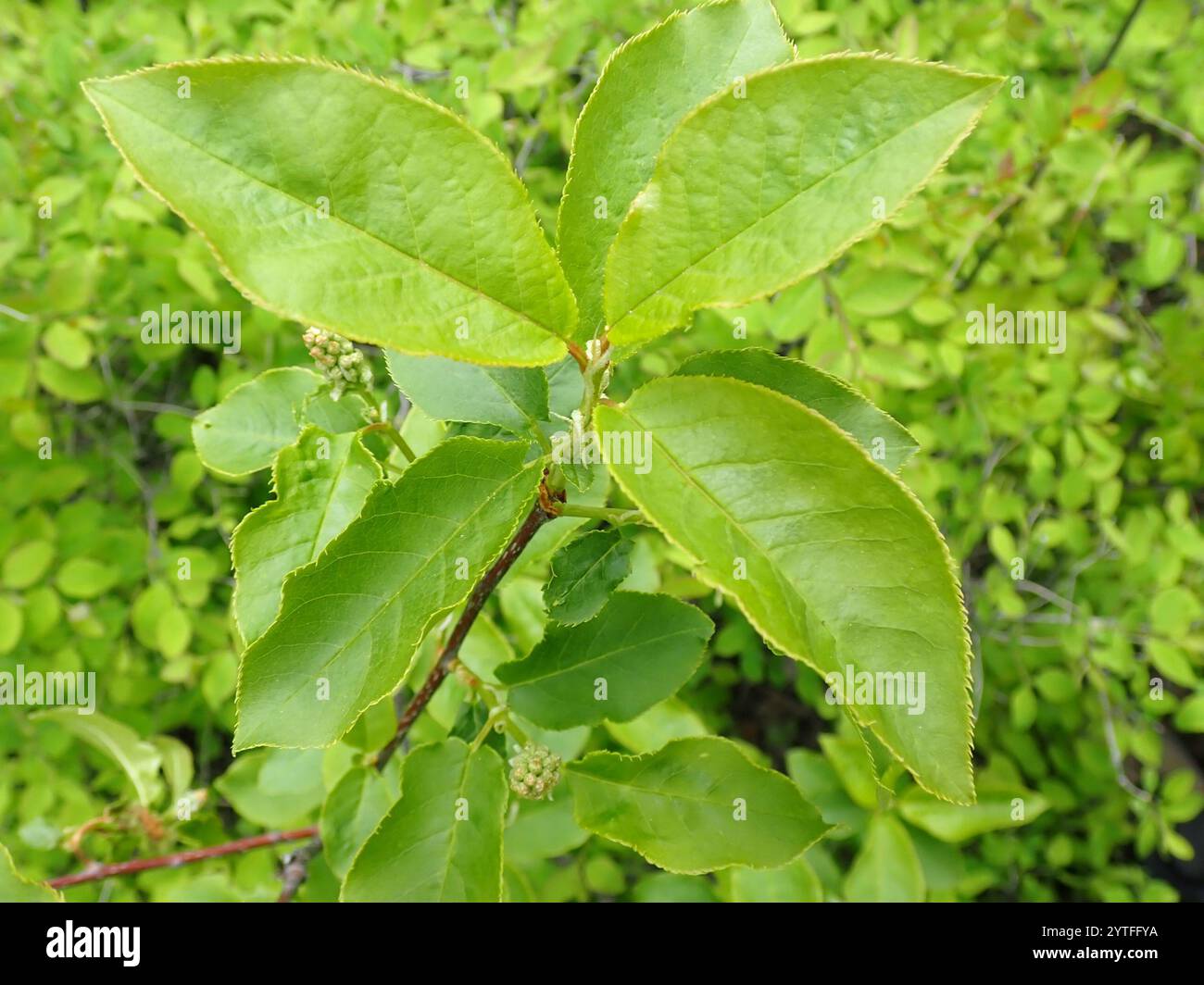 chokecherry (Prunus virginiana Stock Photo - Alamy