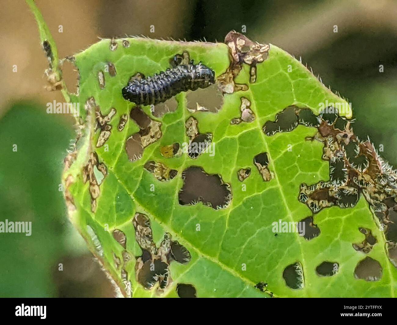 Viburnum Leaf Beetle (Pyrrhalta viburni Stock Photo - Alamy
