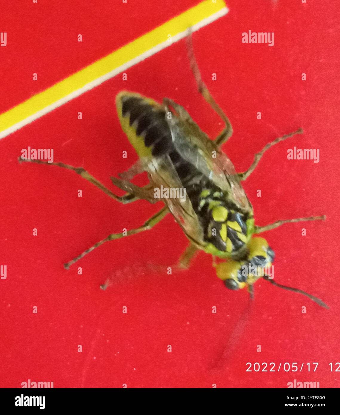 Dark Rhogogaster (Rhogogaster viridis Stock Photo - Alamy