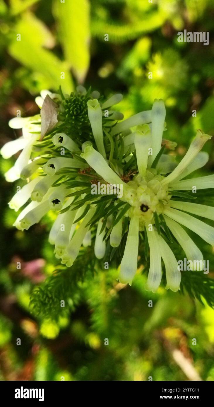 Bottle Green Heath (Erica sessiliflora Stock Photo - Alamy