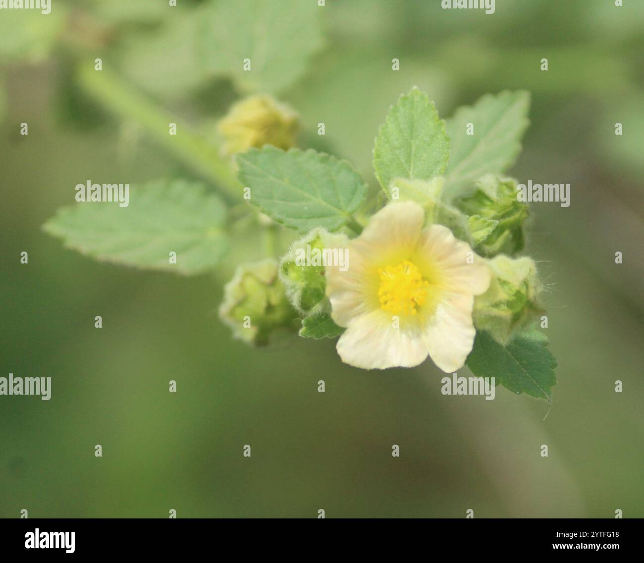 Sida cordifolia hi-res stock photography and images - Alamy