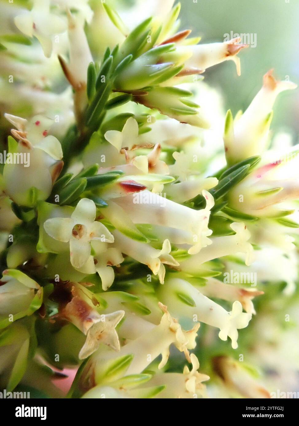 Rice Heath (Erica lutea Stock Photo - Alamy