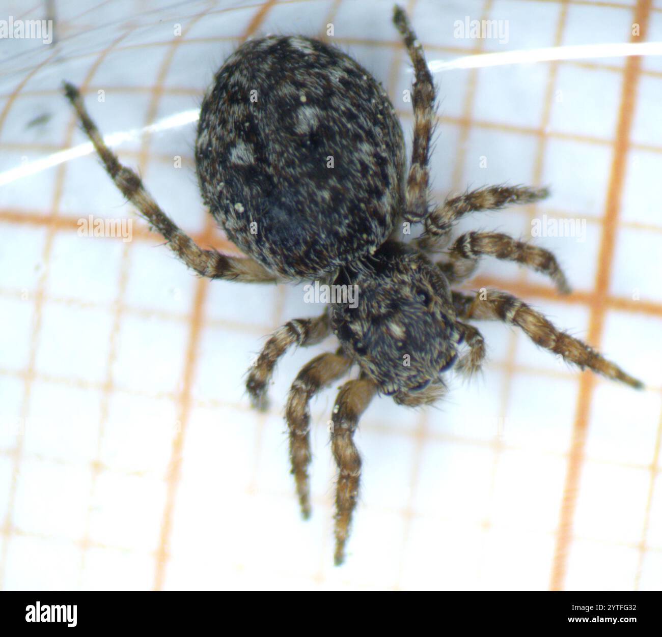 Downy jumping spider (Attulus pubescens Stock Photo - Alamy