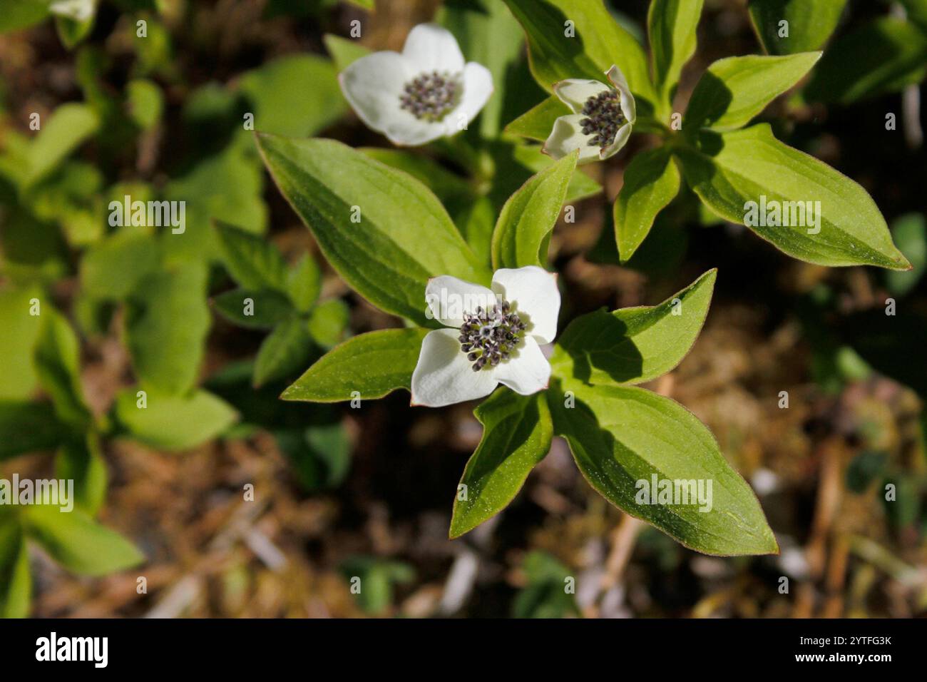 Western Bunchberry (Cornus unalaschkensis Stock Photo - Alamy
