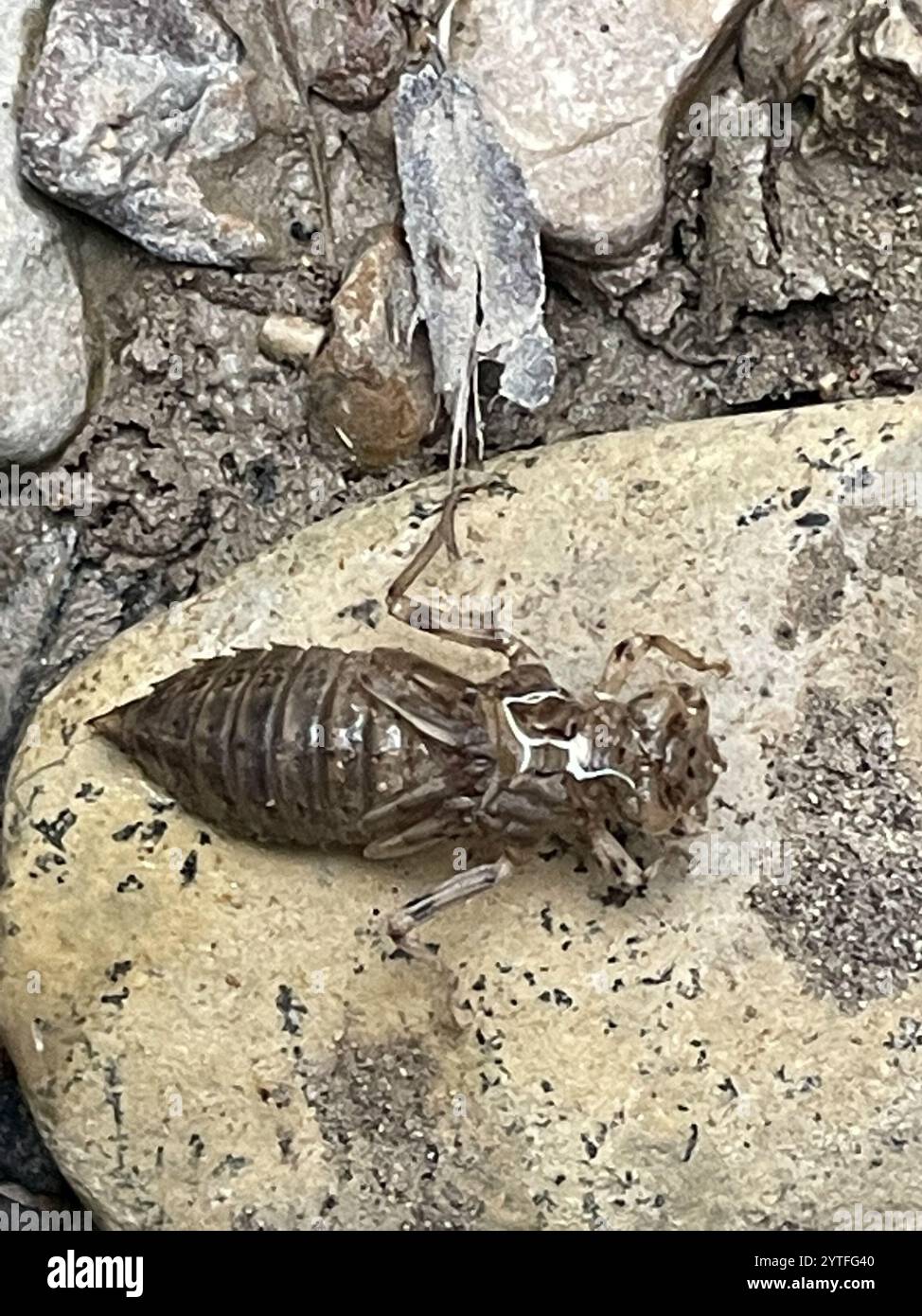 Common Sanddragon (Progomphus obscurus Stock Photo - Alamy
