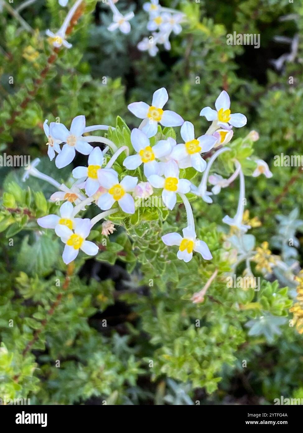 Hairyflower Capesaffron (Gnidia tomentosa Stock Photo - Alamy
