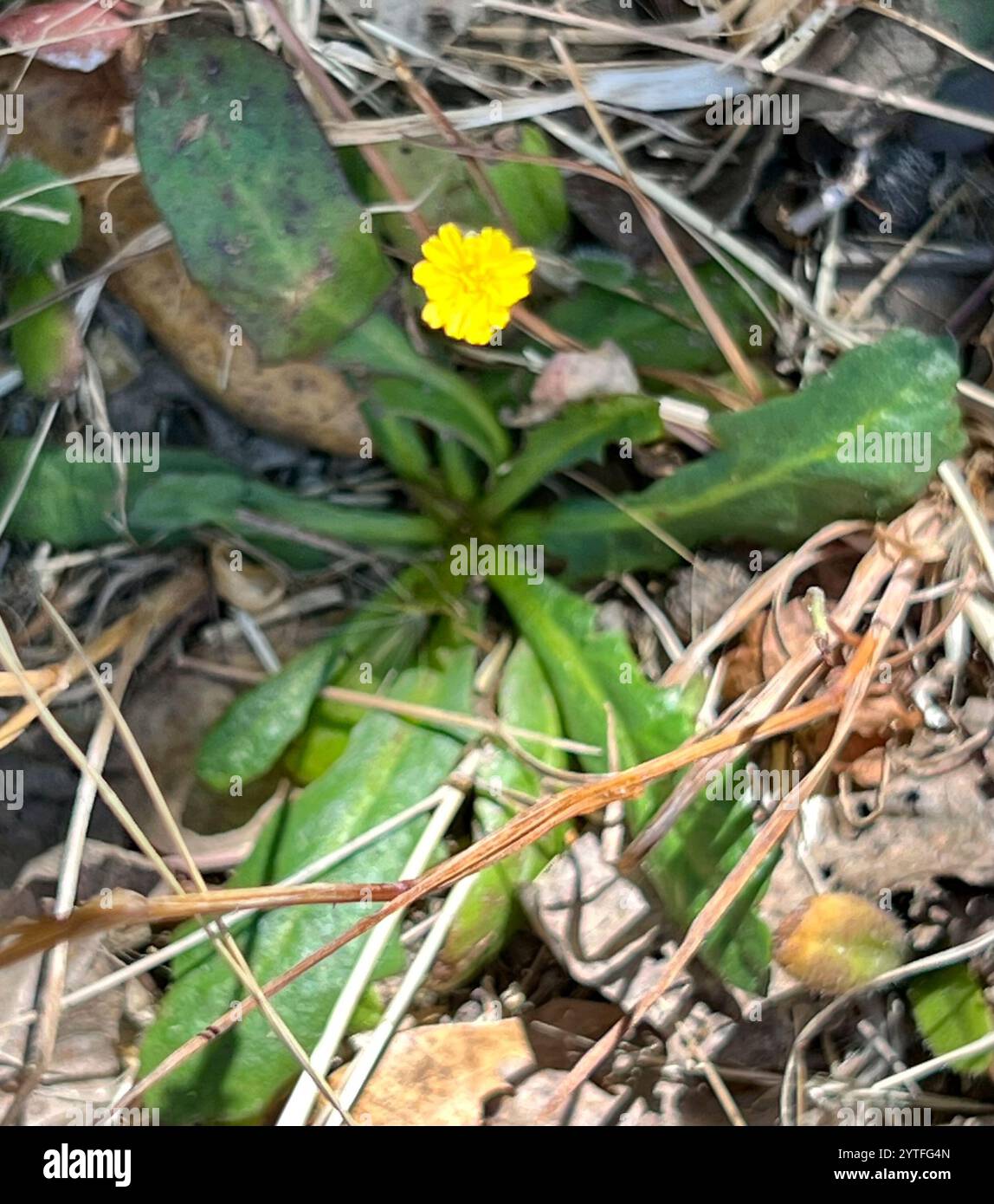 Smooth Cat's Ear (Hypochaeris glabra Stock Photo - Alamy