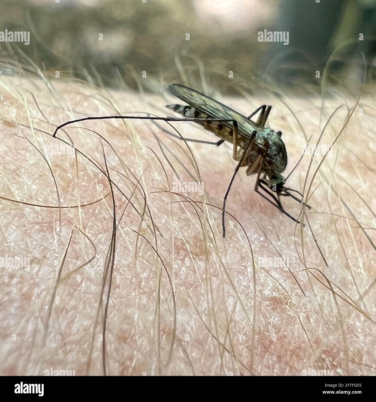 Ochlerotatus hi-res stock photography and images - Alamy