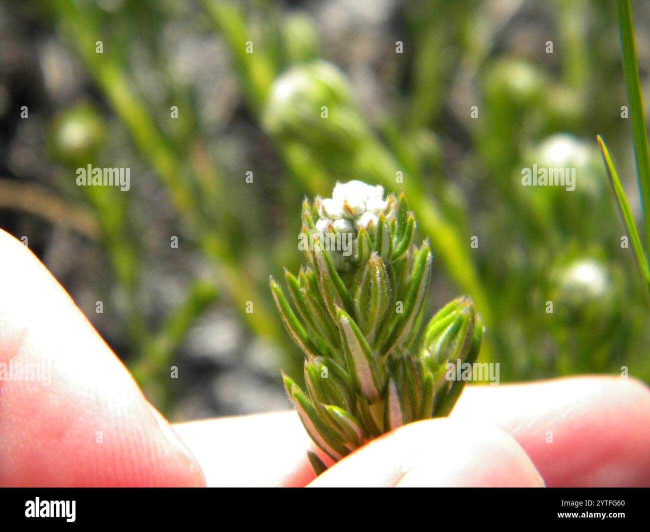 Hairy Hardleaf (Phylica imberbis Stock Photo - Alamy