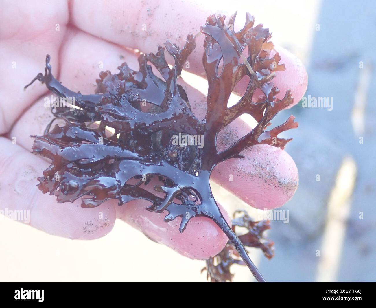 Irish Moss (Chondrus crispus Stock Photo - Alamy