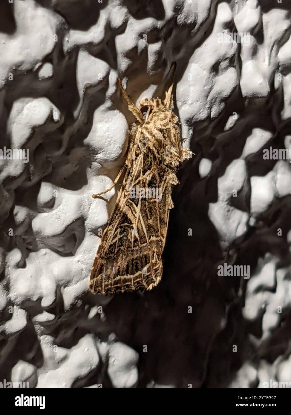 Mediterranean Brocade (Spodoptera littoralis Stock Photo - Alamy