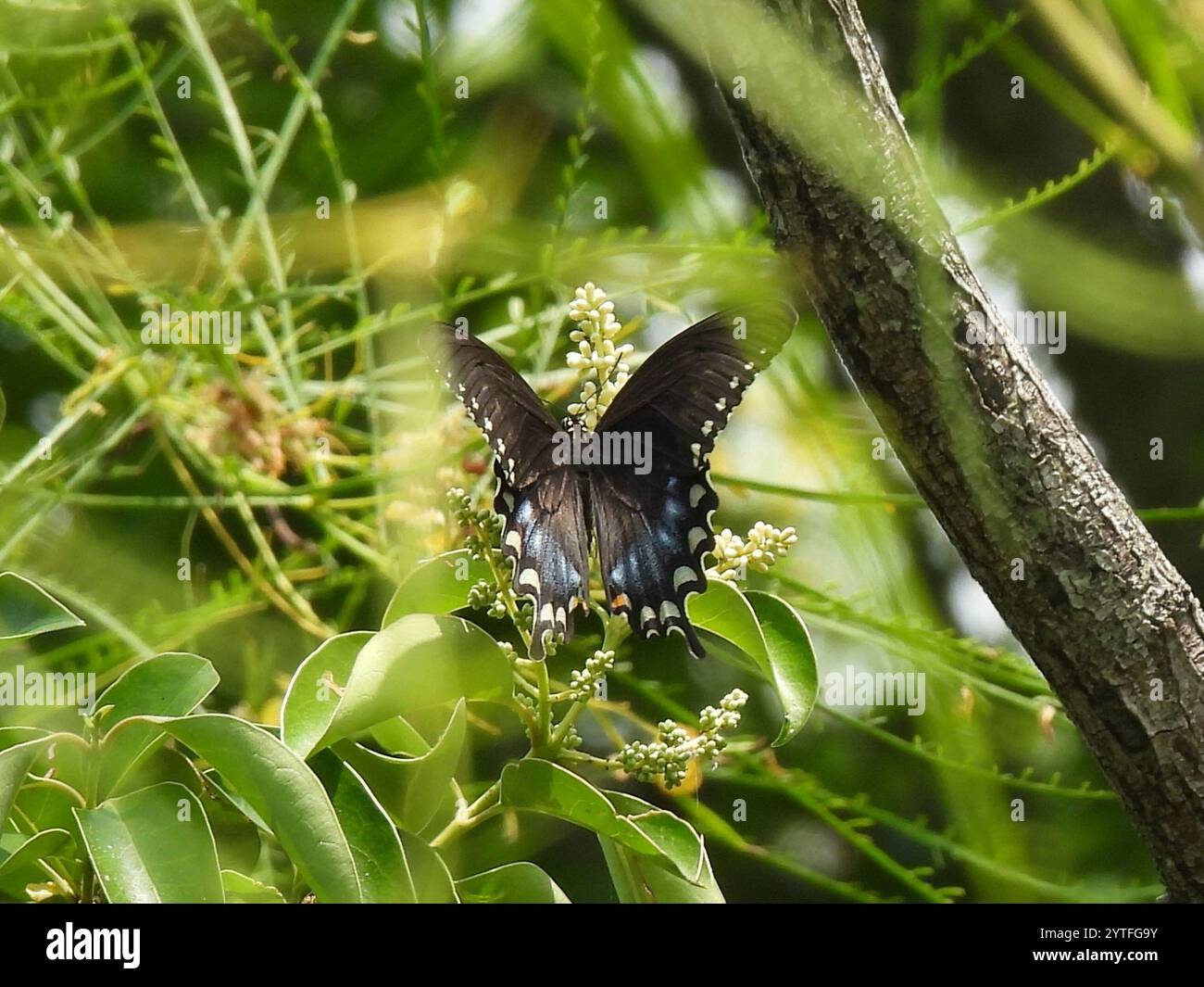 Spicebush Swallowtail (Papilio troilus Stock Photo - Alamy