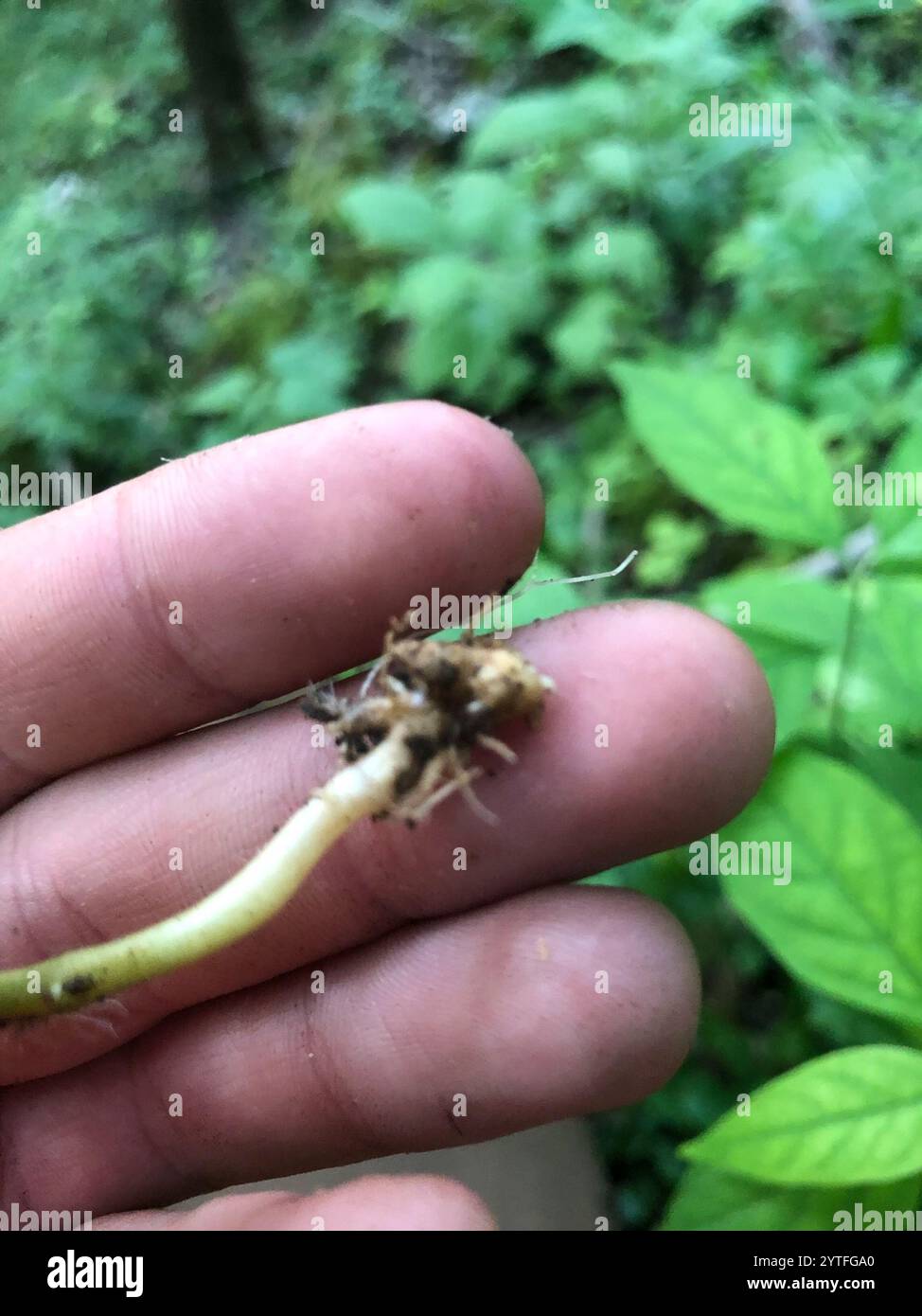 Physalis heterophylla hi-res stock photography and images - Alamy
