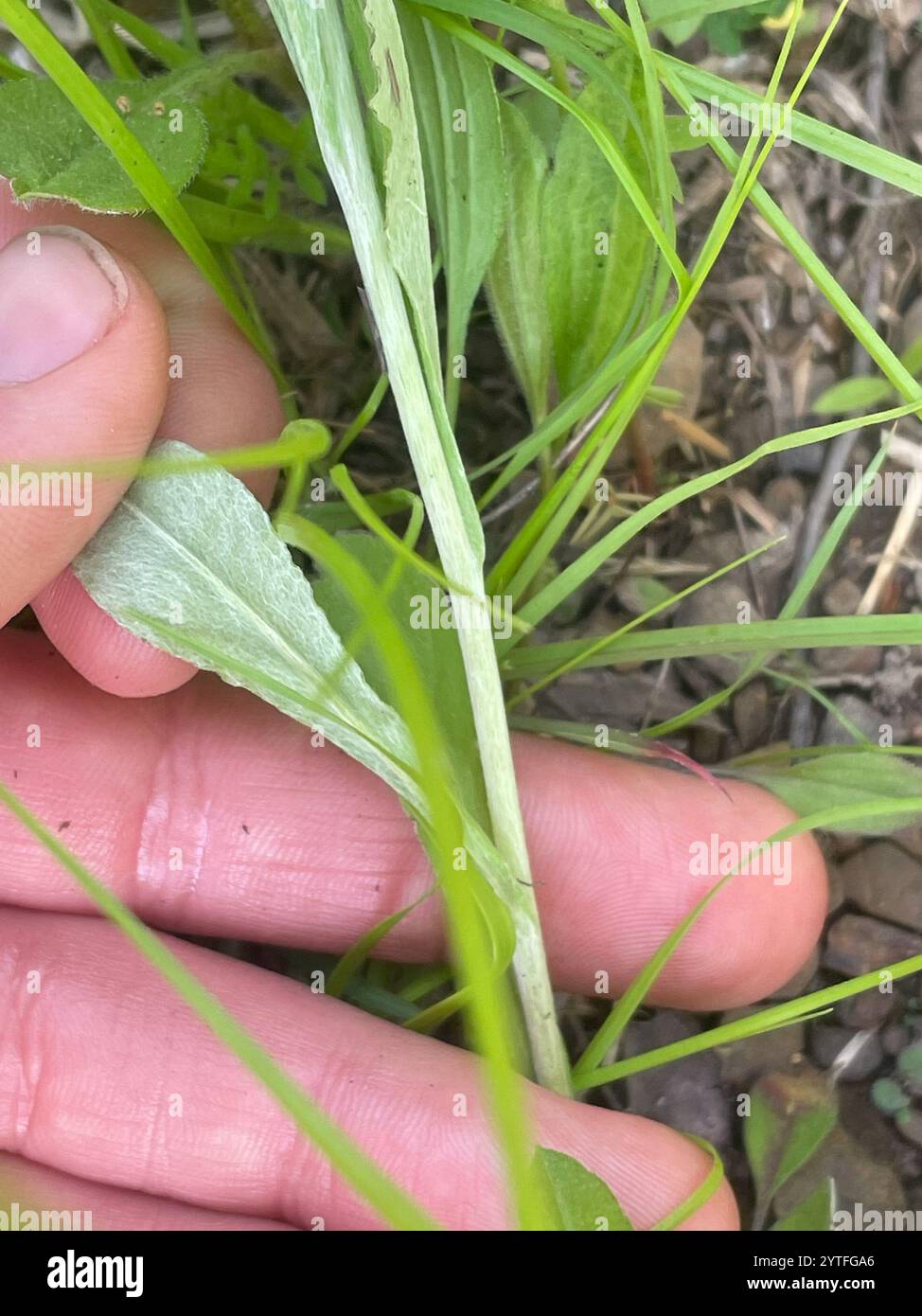 Purple Cudweed (Gamochaeta purpurea Stock Photo - Alamy