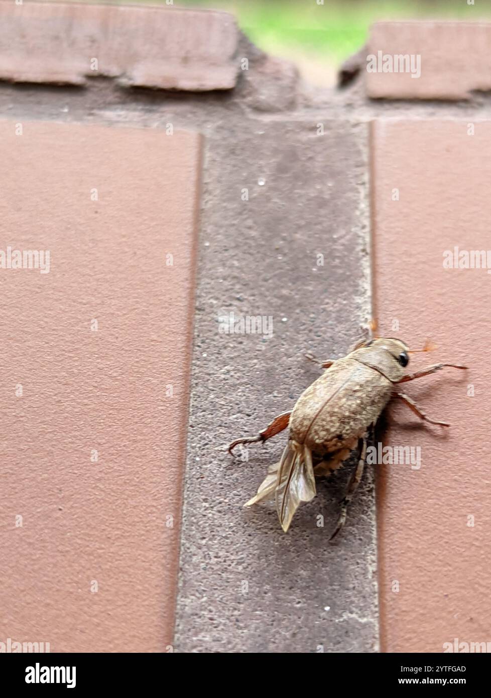 Adoretus hi-res stock photography and images - Alamy