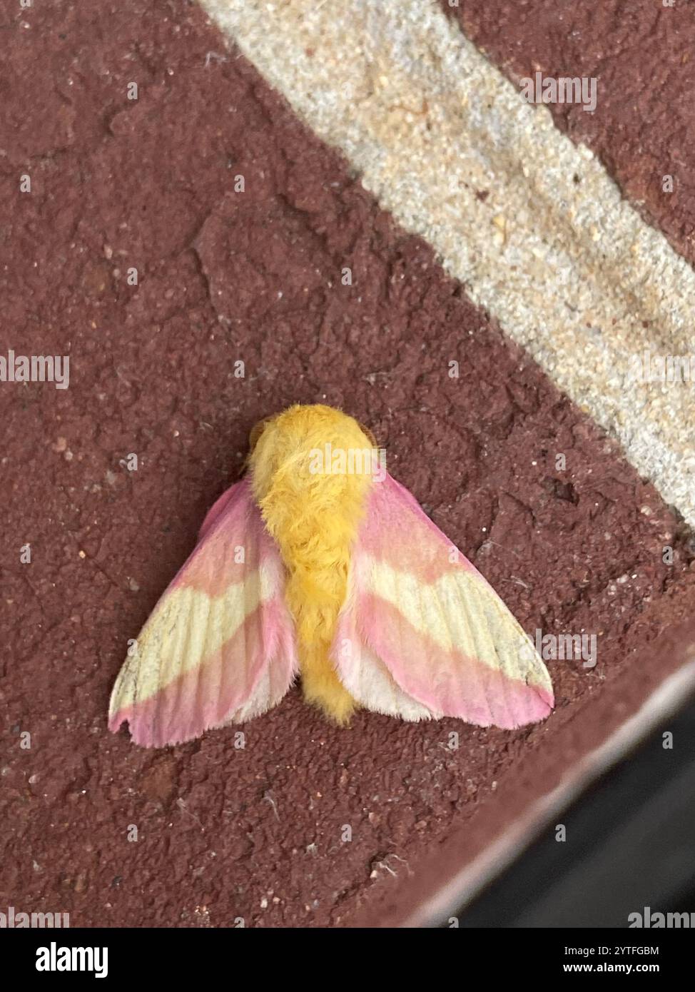 Rosy maple moth (dryocampa rubicunda) hi-res stock photography and ...