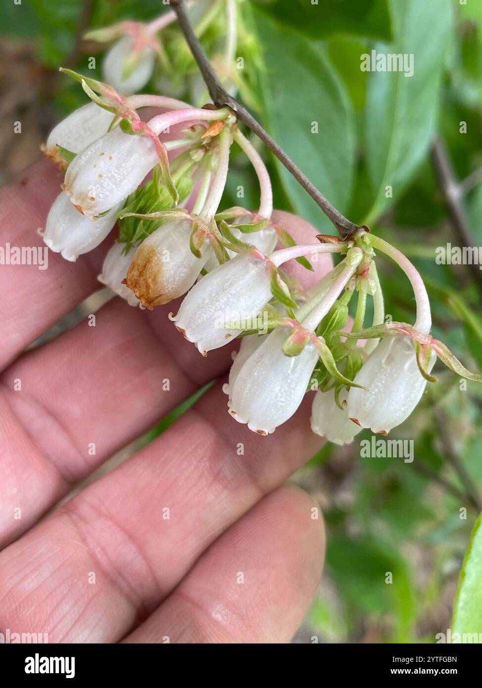 staggerbush (Lyonia mariana Stock Photo - Alamy