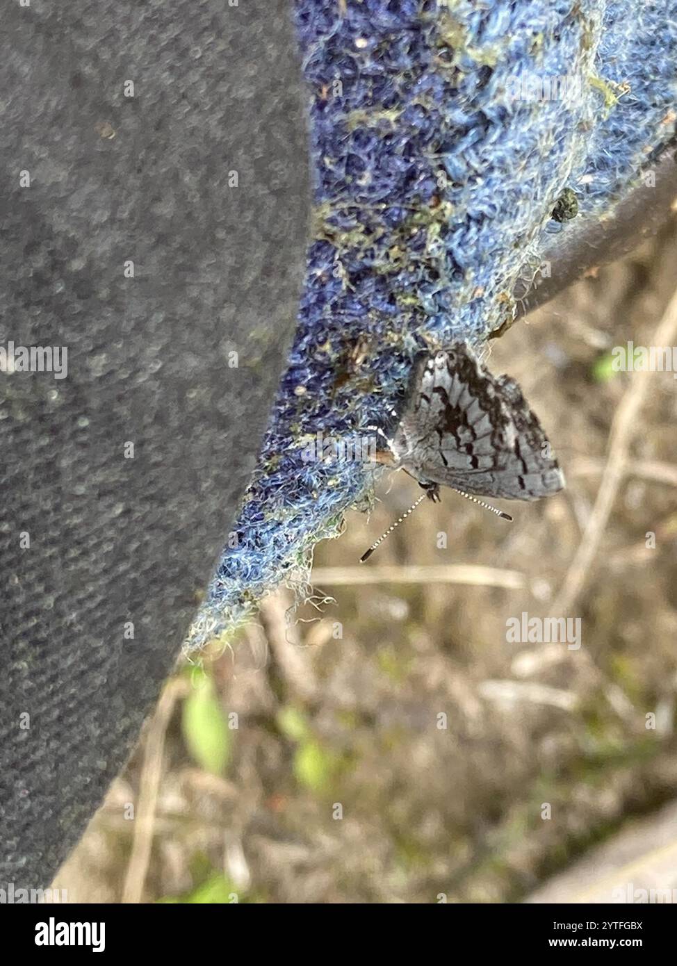 Northern Azure (Celastrina lucia Stock Photo - Alamy