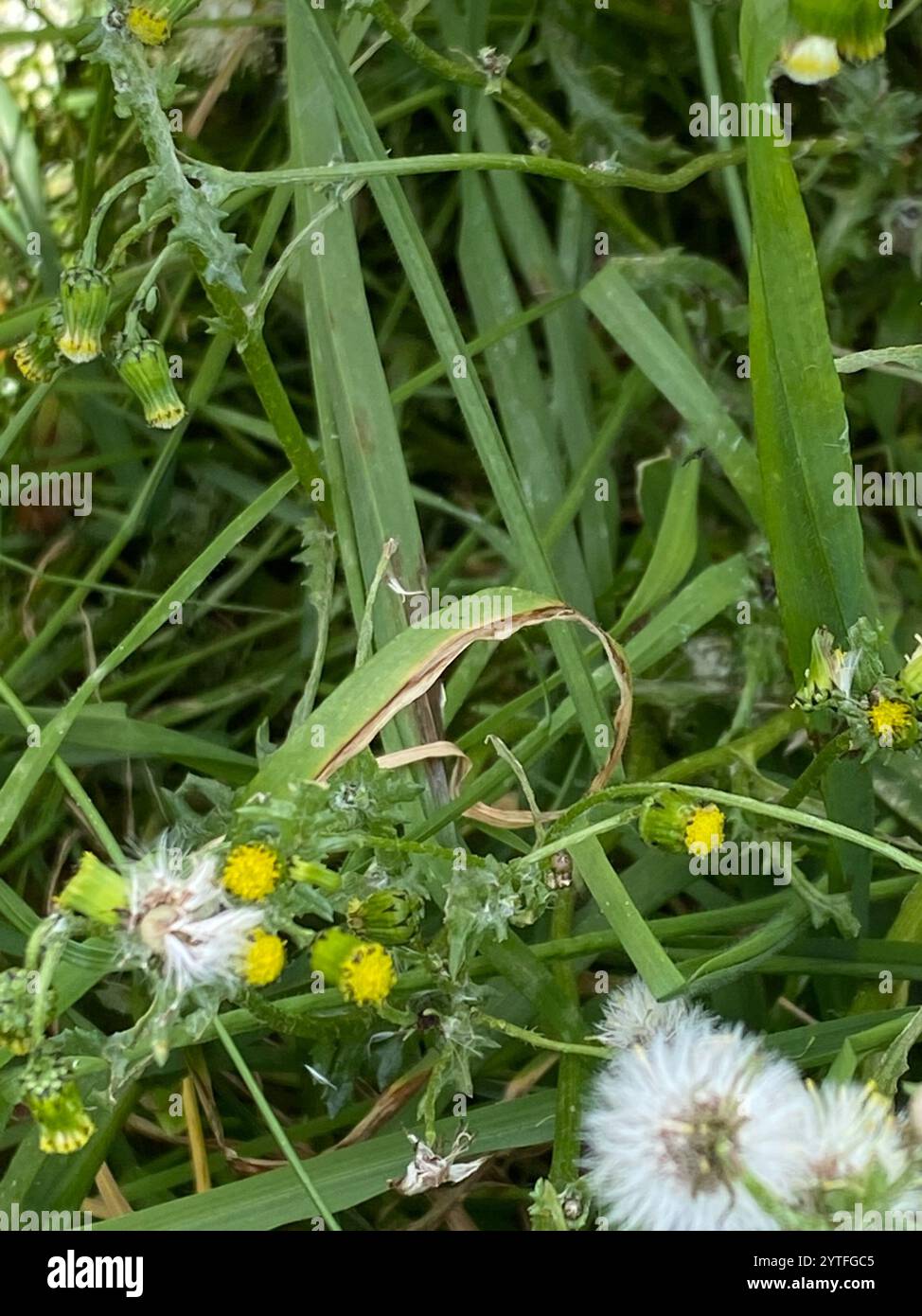 common groundsel (Senecio vulgaris Stock Photo - Alamy