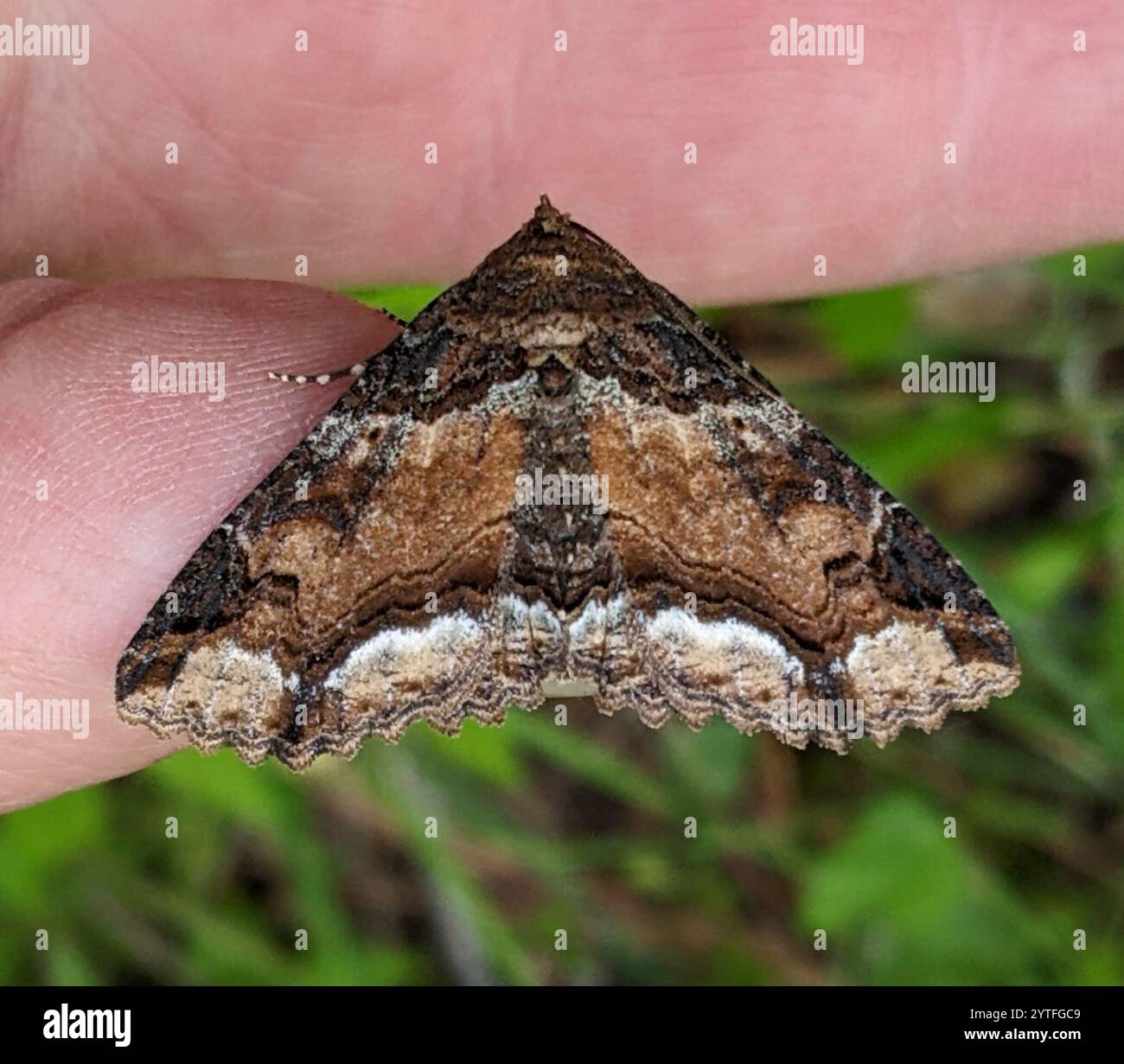 Colorful Zale Moth (Zale minerea Stock Photo - Alamy