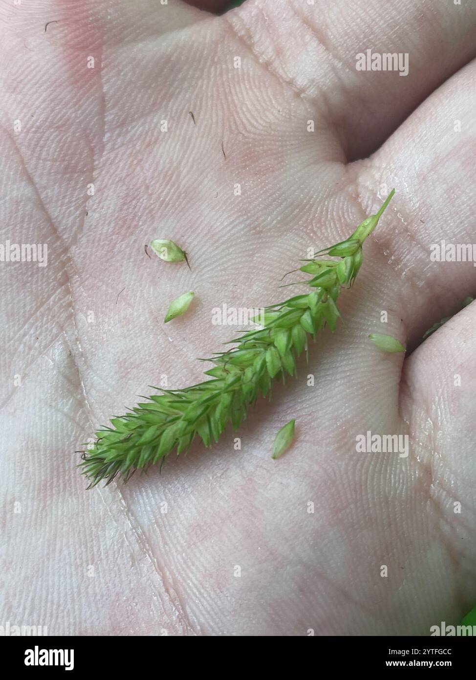 nodding sedge (Carex gynandra Stock Photo - Alamy
