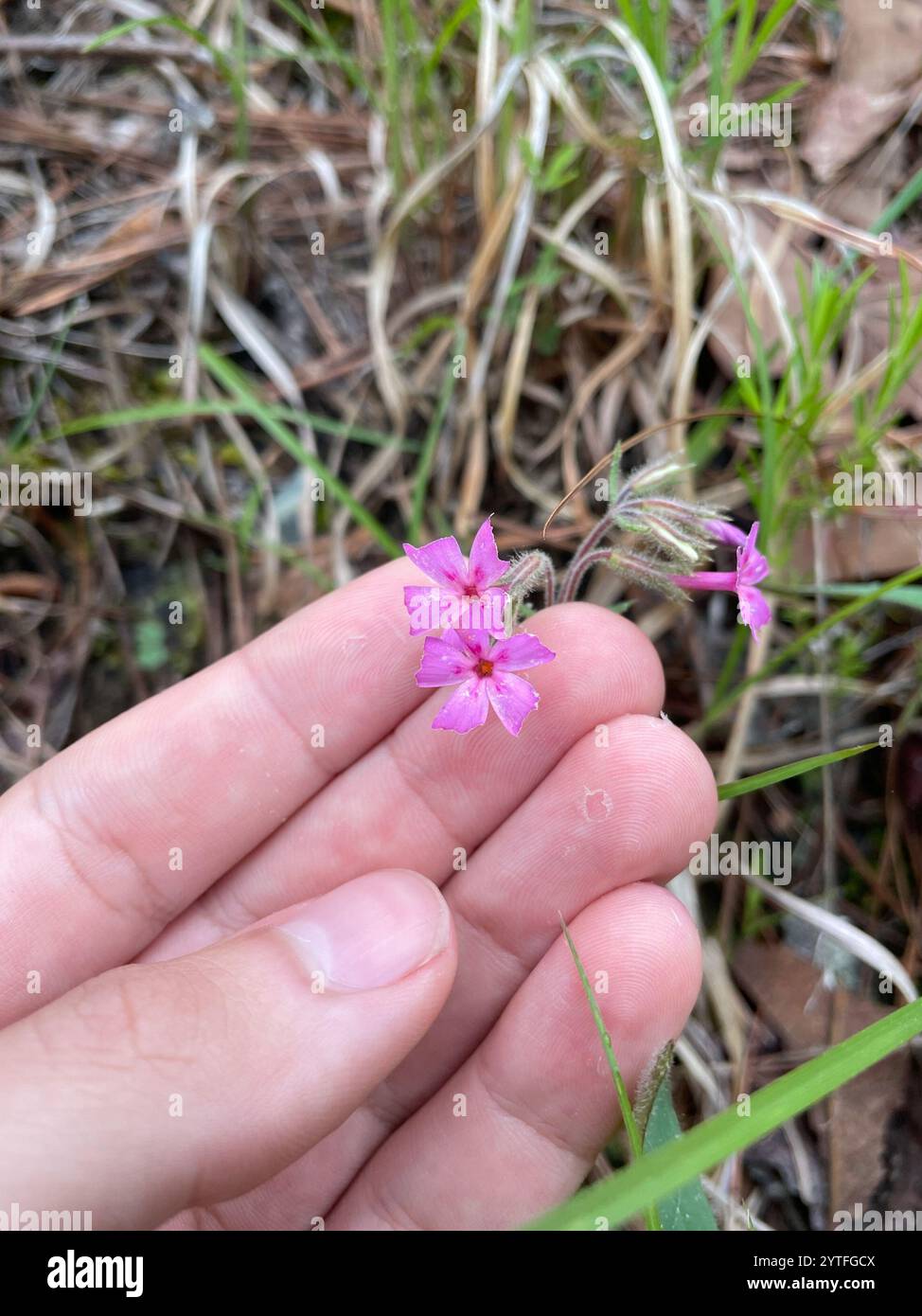Trailing phlox hi-res stock photography and images - Alamy