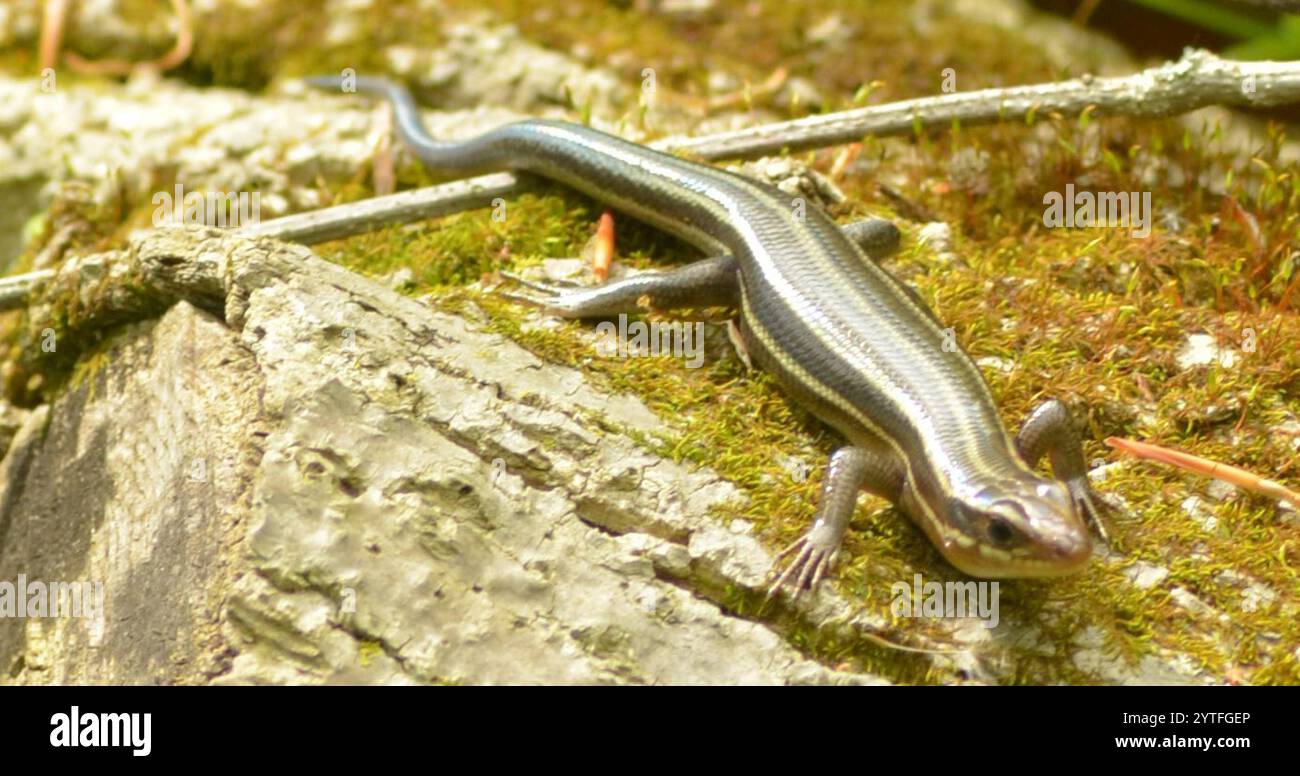 Common Five-lined Skink (Plestiodon fasciatus Stock Photo - Alamy