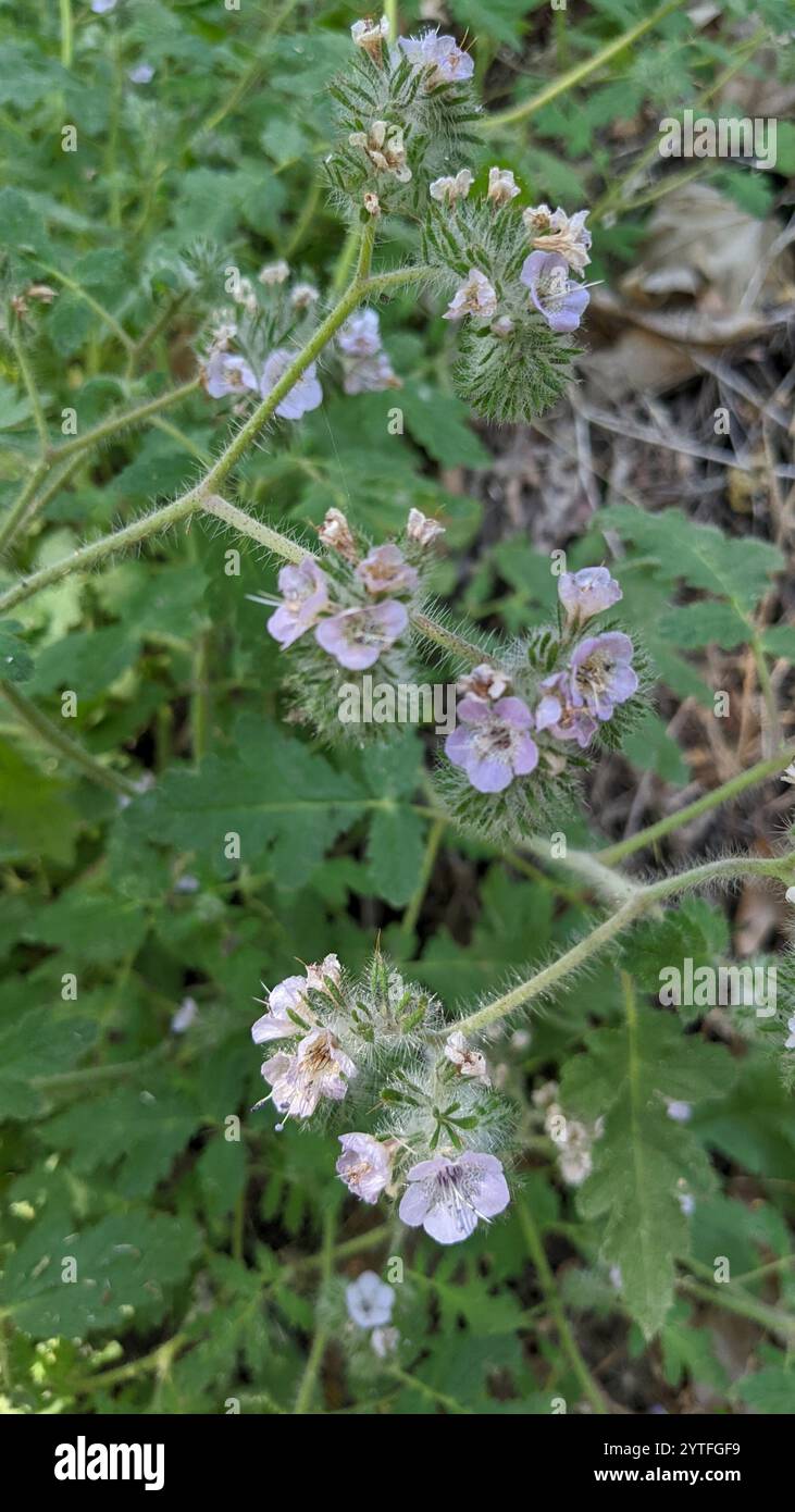 caterpillar scorpionweed (Phacelia cicutaria Stock Photo - Alamy
