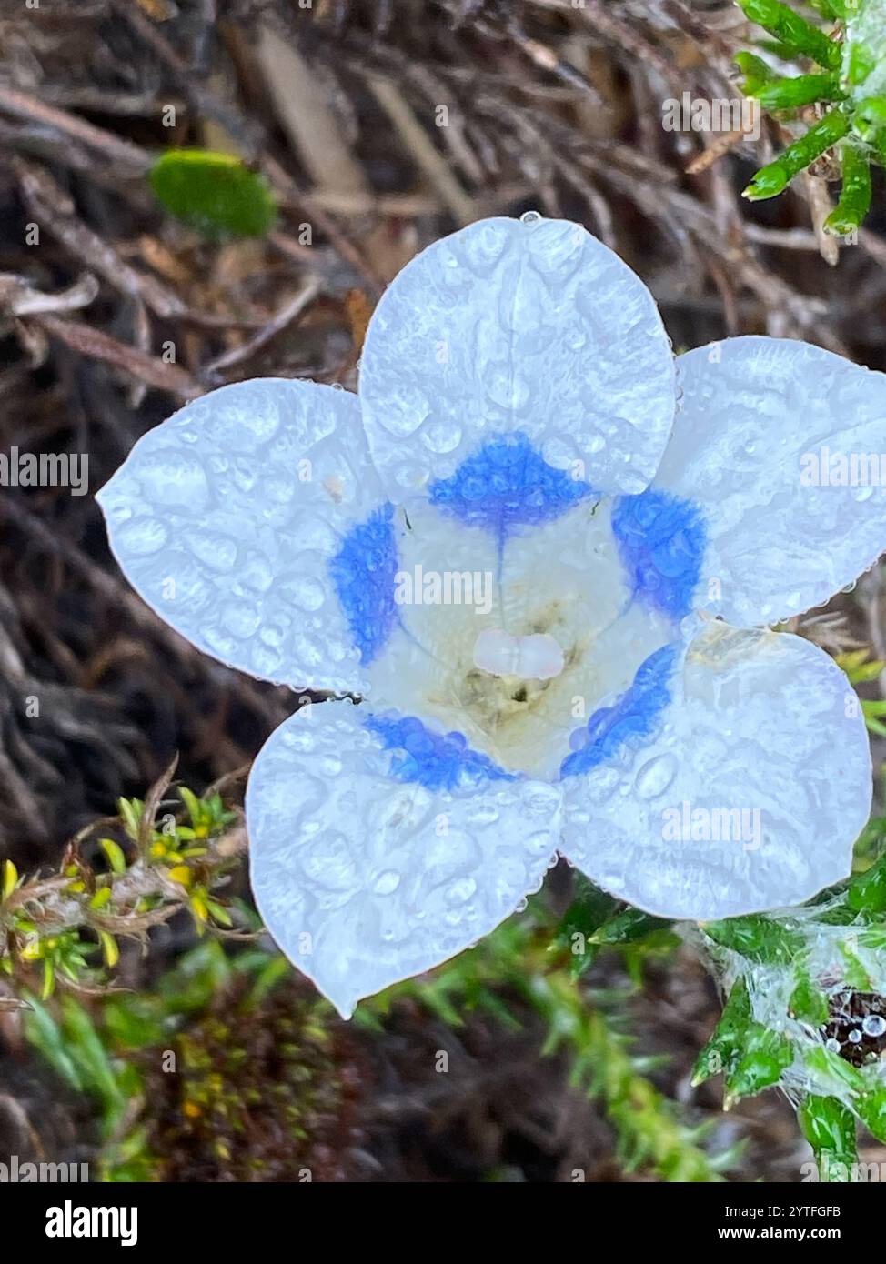 Giant Bell (Roella ciliata Stock Photo - Alamy