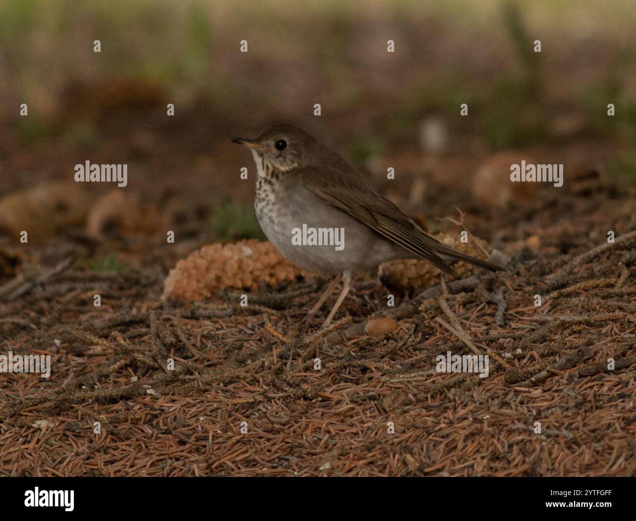 Gray-cheeked Thrush (Catharus minimus Stock Photo - Alamy