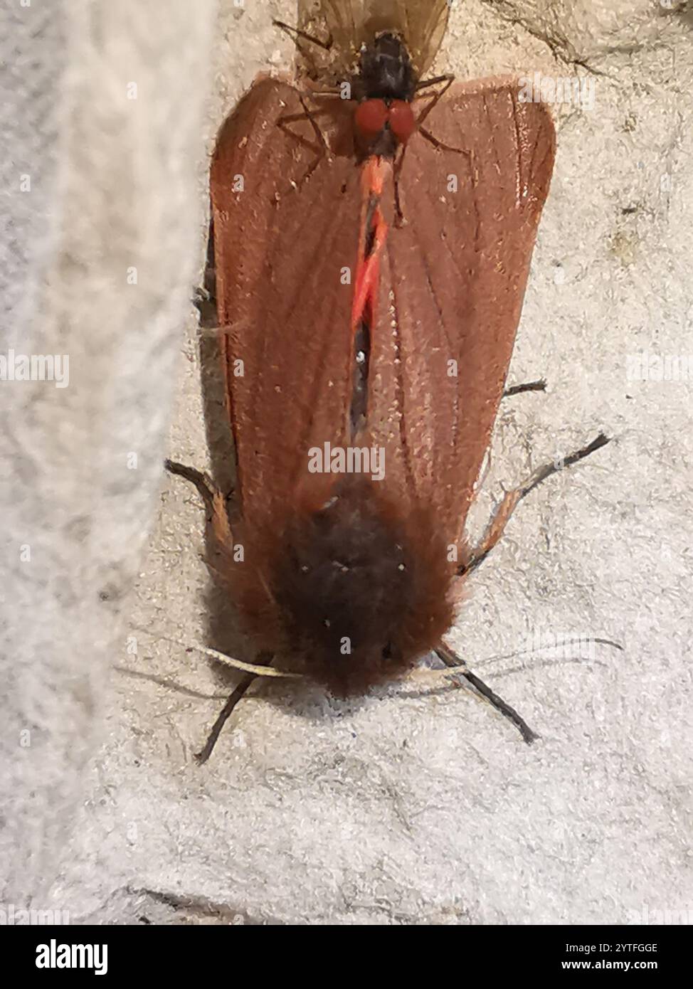 Ruby Tiger Moth (Phragmatobia fuliginosa Stock Photo - Alamy