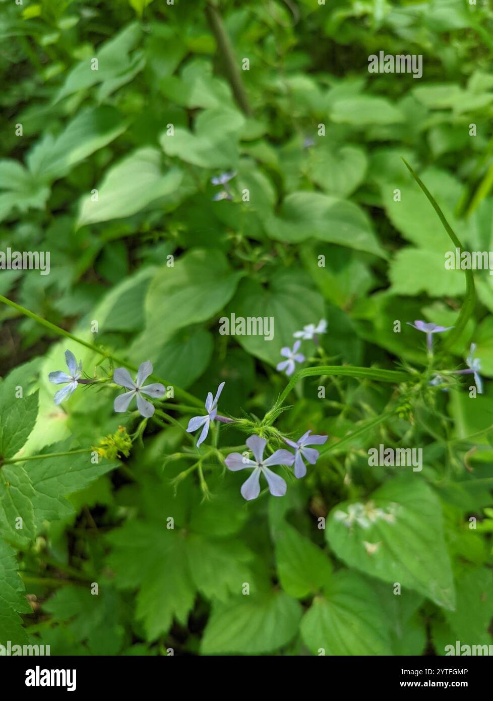 blue phlox (Phlox divaricata Stock Photo - Alamy