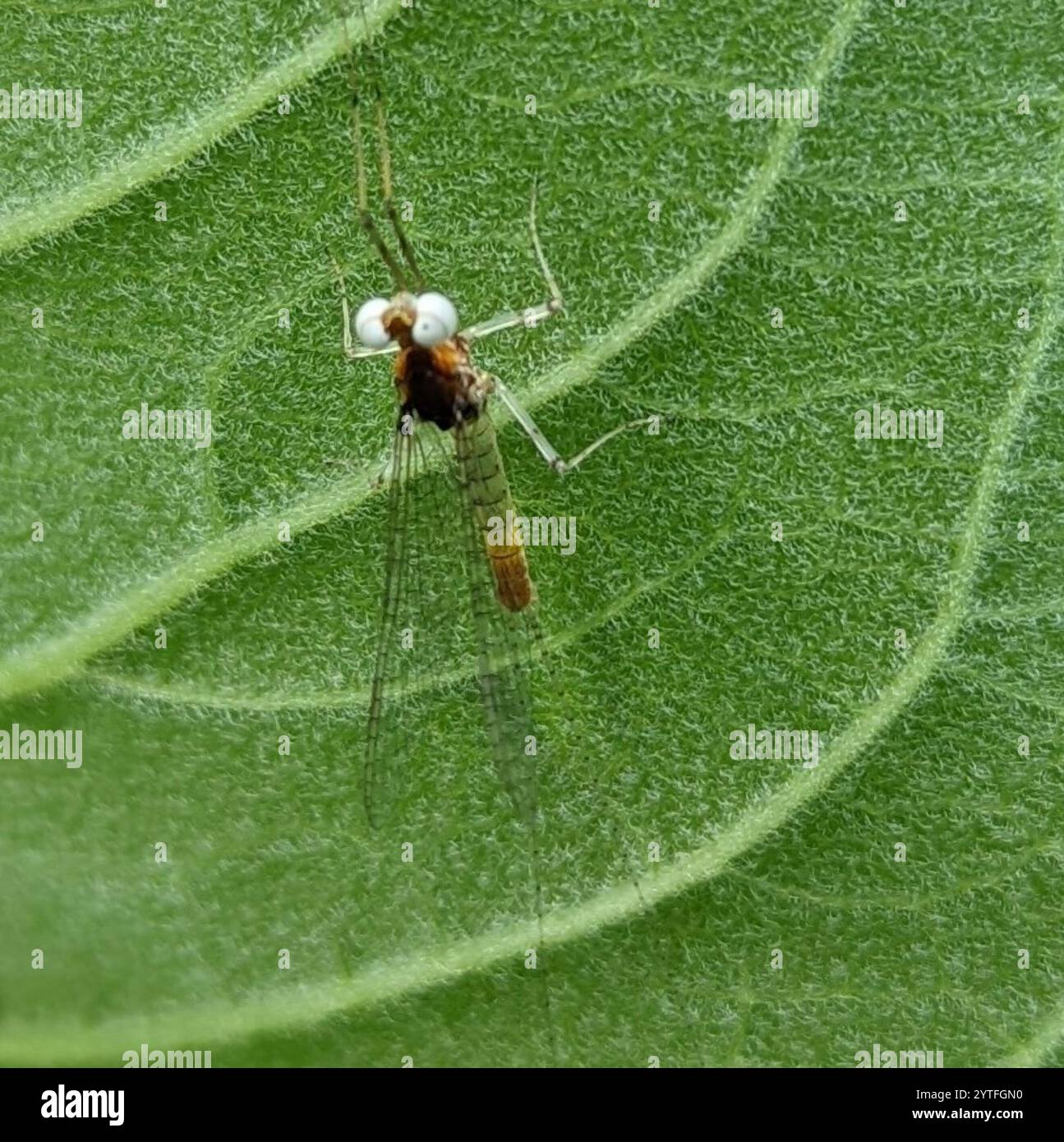 Modest Flat-headed Mayfly (Maccaffertium modestum Stock Photo - Alamy