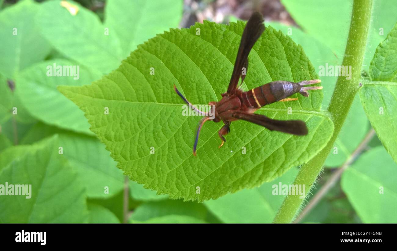 Lesser Grape Root Borer Moth (Vitacea scepsiformis Stock Photo - Alamy