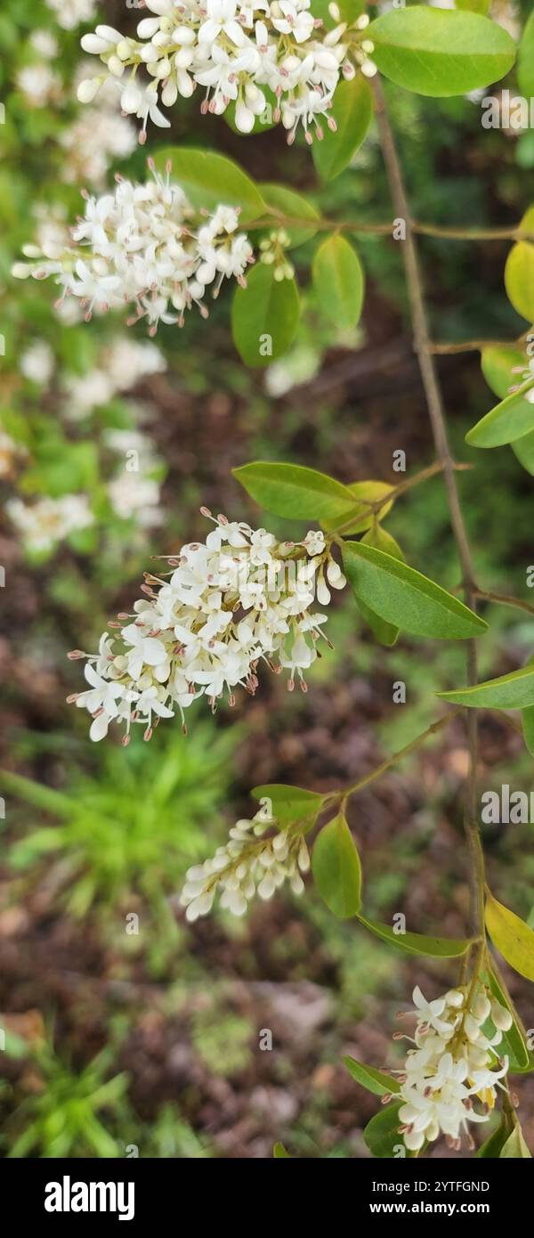 Chinese privet (Ligustrum sinense Stock Photo - Alamy