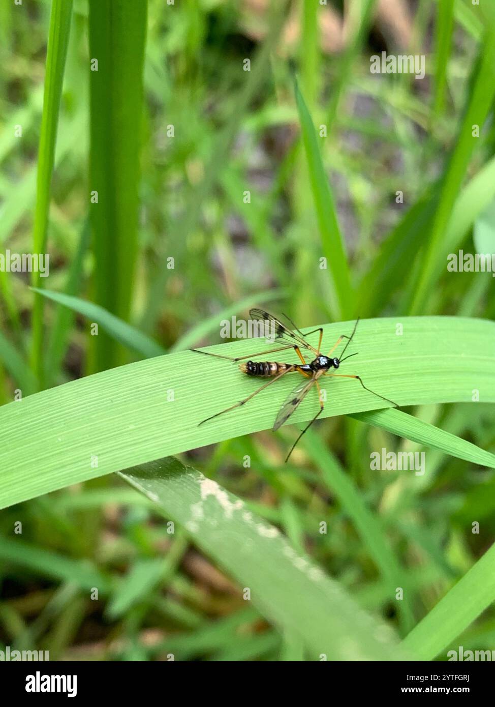 Ptychoptera hi-res stock photography and images - Alamy
