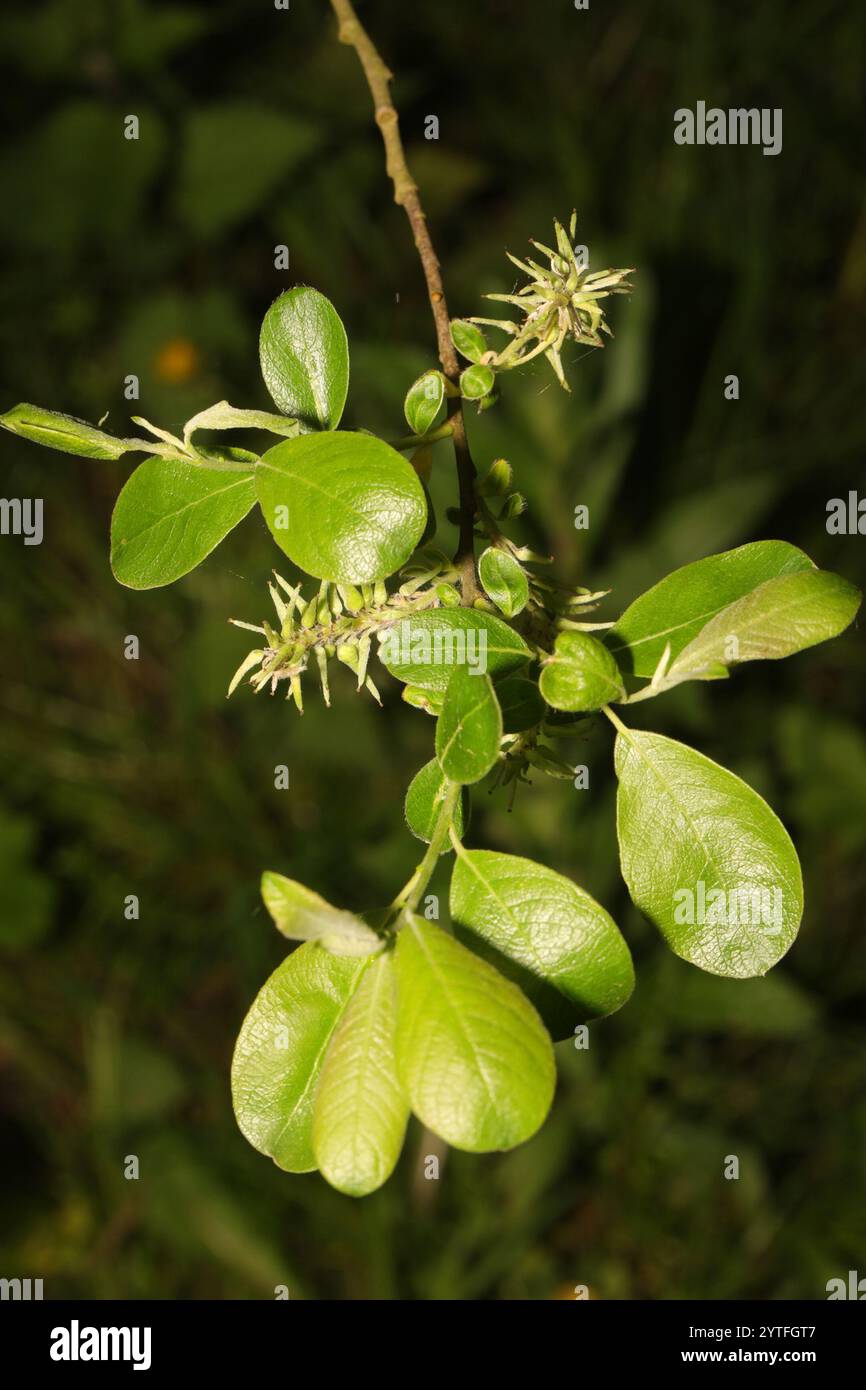 Eared Willow (Salix aurita Stock Photo - Alamy