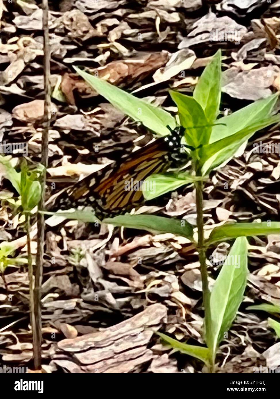 Monarch (Danaus plexippus Stock Photo - Alamy