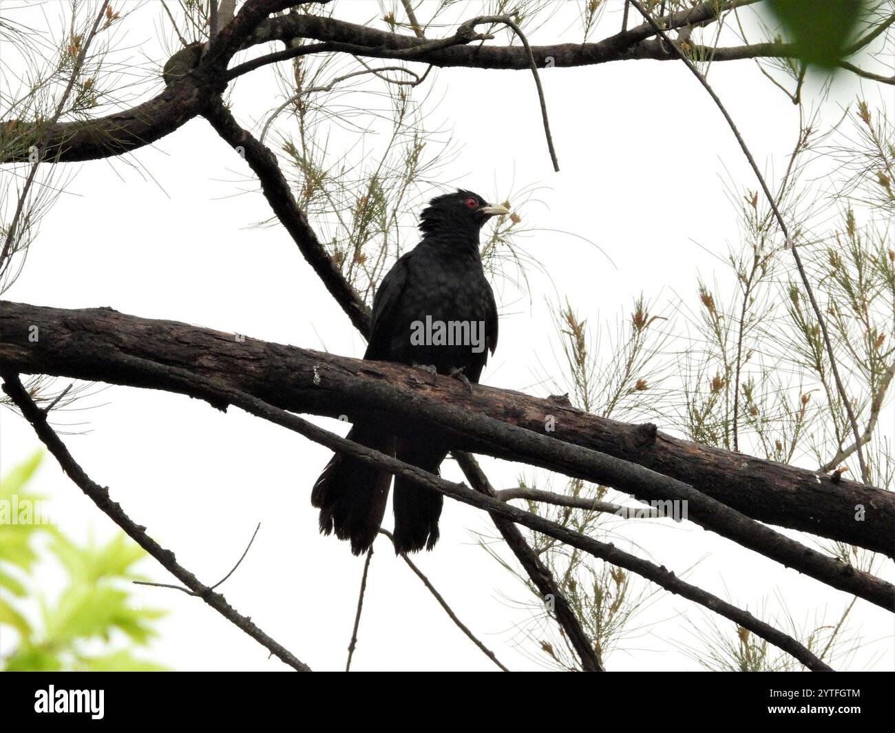 Asian Koel (Eudynamys scolopaceus Stock Photo - Alamy